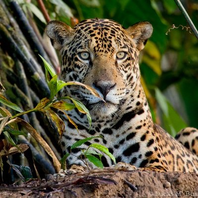 Posada Amazonas Eco Lodge | South America Tourism Office