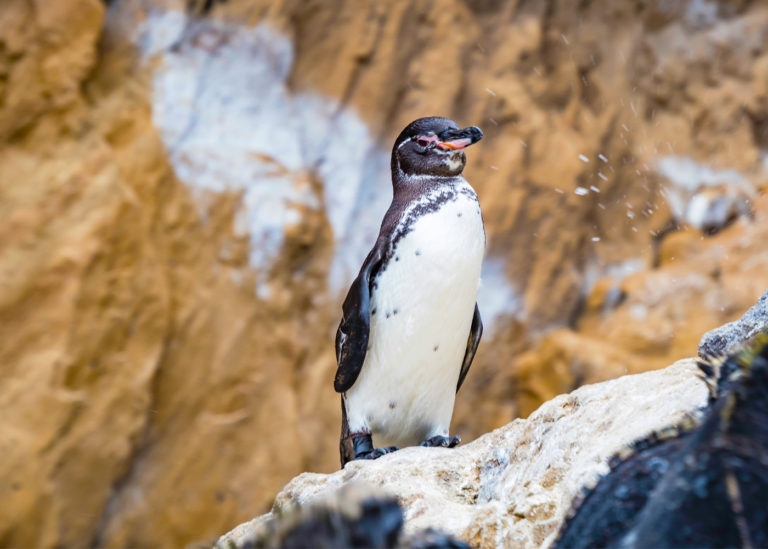 10 Animals found only in the Galapagos | South America Tourism Office