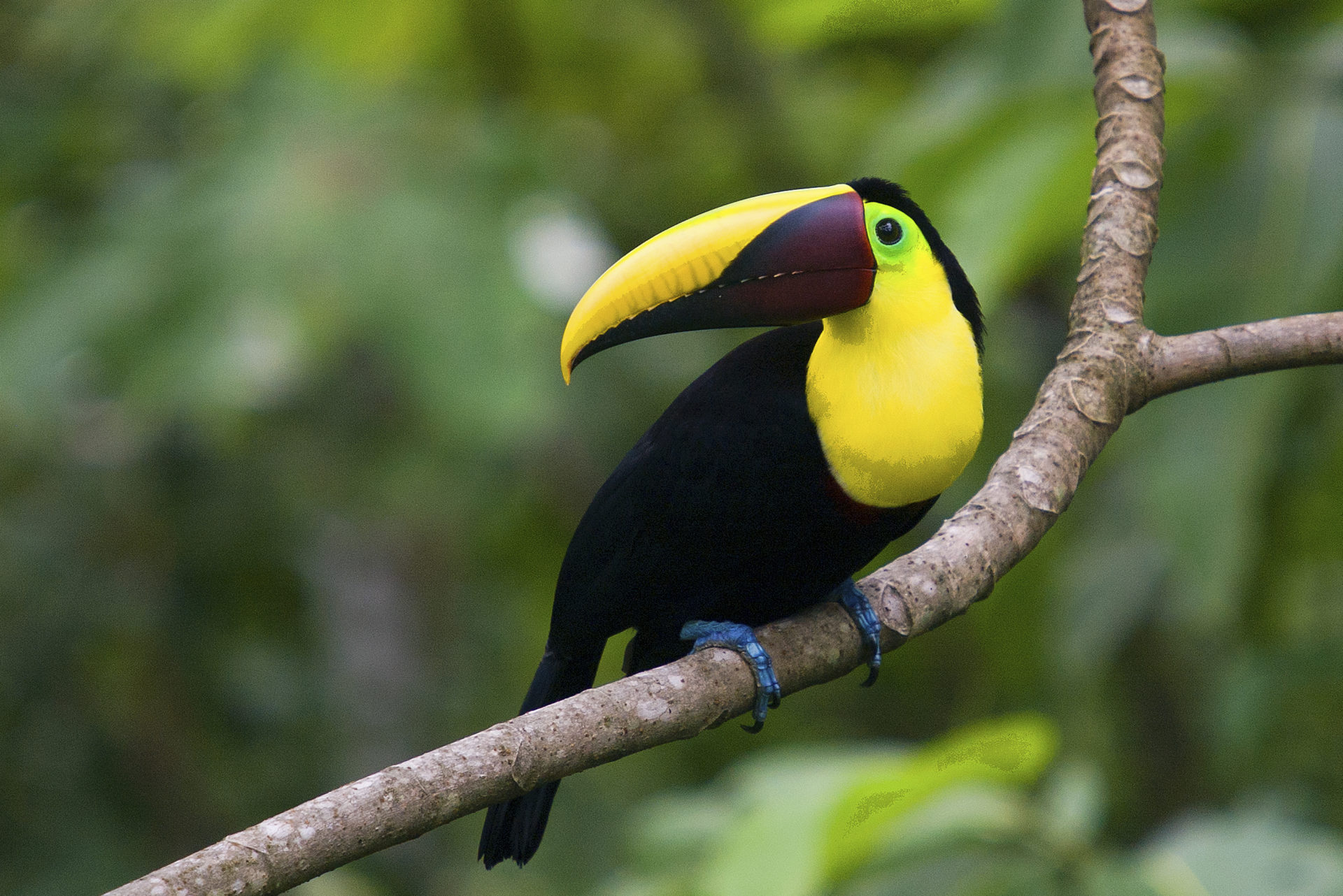 The Beautiful Birds of Costa Rica | South America Tourism Office